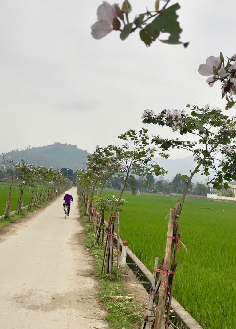 Con đường hoa ban - Blog viết dưới mái hiên xưa - HOMESTAY NHÀ XƯA